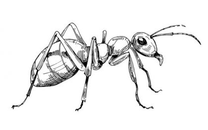 Ant Drawing Realistic - Drawing Skill