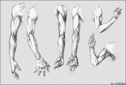 Arm Anatomy Drawing Amazing - Drawing Skill