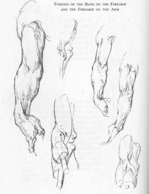 Arm Anatomy Drawing Beautiful Art Drawing Skill