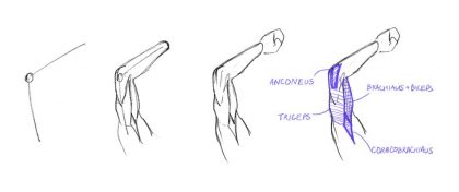 Arm Anatomy Drawing Photo - Drawing Skill