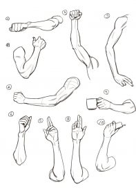Arm Reference Drawing Pic - Drawing Skill
