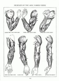 Arm Reference Drawing Pictures - Drawing Skill