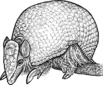 Armadillo Drawing Realistic - Drawing Skill