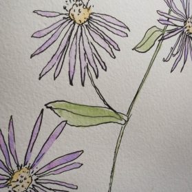 Aster Flower Drawing - Drawing Skill