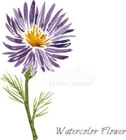 Aster Flower Drawing Sketch - Drawing Skill