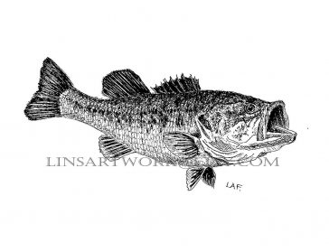 Bass Best Drawing - Drawing Skill