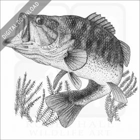 Bass Drawing High-Quality - Drawing Skill