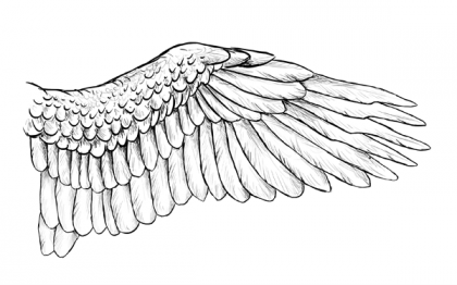 Bird Wing Drawing Image - Drawing Skill