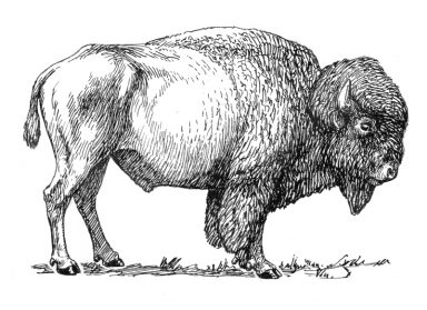 Bison Drawing - Drawing Skill