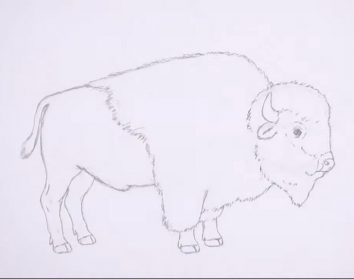 Bison Drawing Creative Art - Drawing Skill