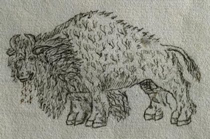 Bison Drawing Photo - Drawing Skill