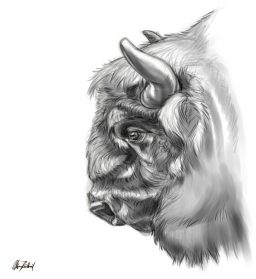 Bison Drawing Sketch - Drawing Skill