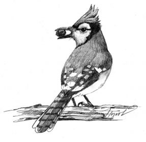 Blue Jay Drawing Beautiful Image - Drawing Skill