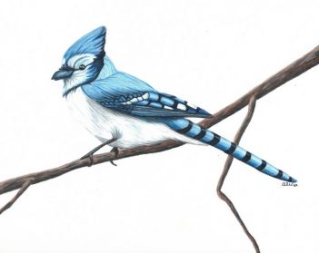 Blue Jay Drawing Images - Drawing Skill