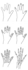 Bone Hand Drawing Sketch - Drawing Skill