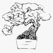 Bonsai Tree Drawing Creative Art - Drawing Skill