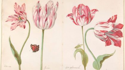 Botanical Drawing Realistic - Drawing Skill