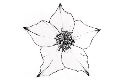 Bouquet Flower Drawing Image - Drawing Skill