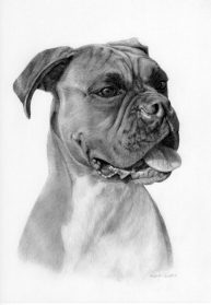 Boxer Dog Drawing - Drawing Skill