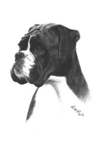 Boxer Dog Drawing Amazing - Drawing Skill