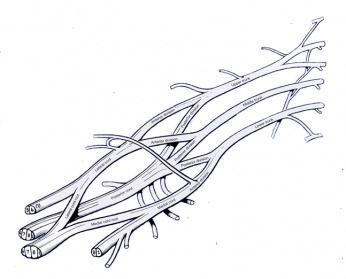 Brachial Plexus Drawing - Drawing Skill