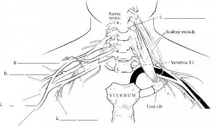 Brachial Plexus Drawing Sketch - Drawing Skill