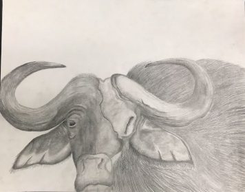 Buffalo Drawing Image - Drawing Skill
