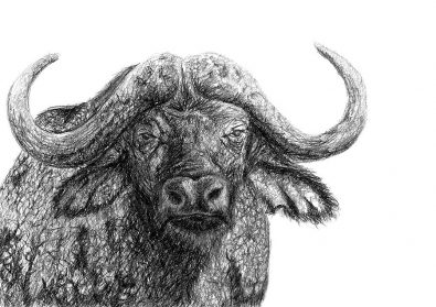 Buffalo Drawing Pics - Drawing Skill