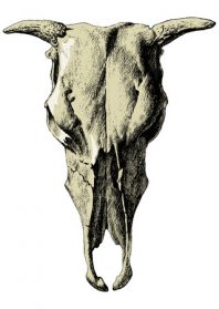 Bull Skull Drawing Beautiful Image - Drawing Skill