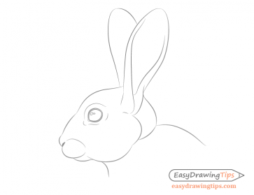 Bunny Face Drawing Pic - Drawing Skill