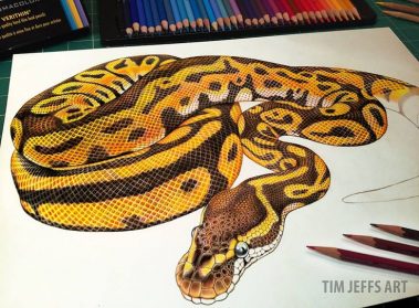 Burmese Python Drawing Creative Art - Drawing Skill