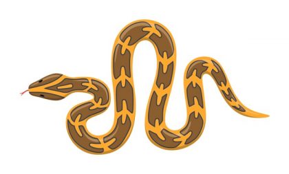 Burmese Python Drawing Image - Drawing Skill