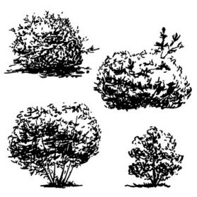 Bushes Drawing Beautiful Image - Drawing Skill