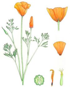 CA Poppy Drawing Amazing - Drawing Skill