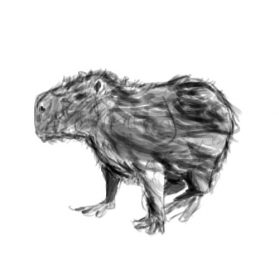 Capybara Drawing High-Quality - Drawing Skill