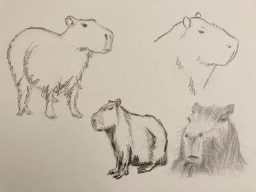 Capybara Drawing Sketch - Drawing Skill