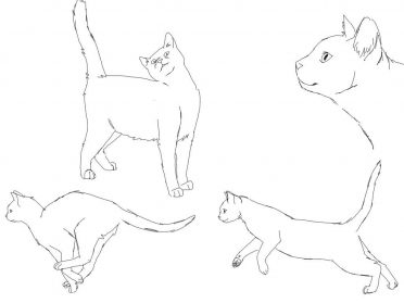 Cat Anatomy Drawing Picture - Drawing Skill