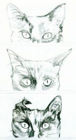 Cat Ear Drawing Photos - Drawing Skill