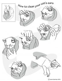 Cat Ear Drawing Realistic - Drawing Skill