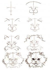 Cat Face Drawing - Drawing Skill