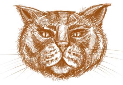 Cat Face Drawing Amazing - Drawing Skill