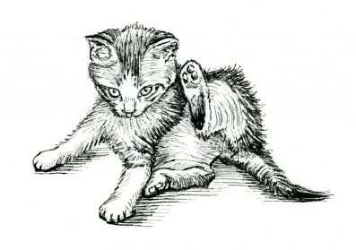 Cat Tail Drawing - Drawing Skill