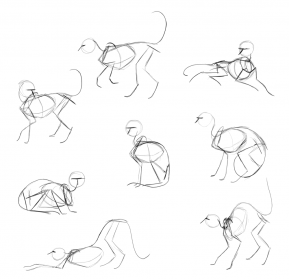 Cats Anatomy Drawing - Drawing Skill