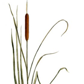 Cattail Drawing Amazing - Drawing Skill