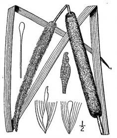 Cattail Drawing Beautiful Image - Drawing Skill