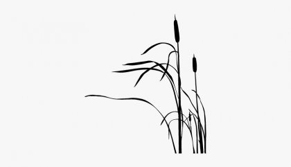 Cattail Drawing Image - Drawing Skill