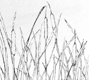 Cattail Drawing Images - Drawing Skill