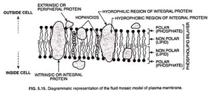 Cell Membrane Drawing Photo - Drawing Skill