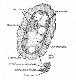 Cell Membrane Drawing Pics - Drawing Skill