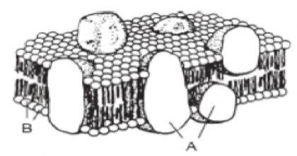 Cell Membrane Drawing Realistic - Drawing Skill